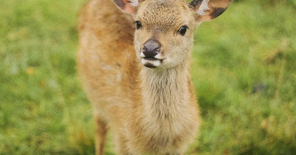 Fawning season requires awareness in urban areas | City of Penticton